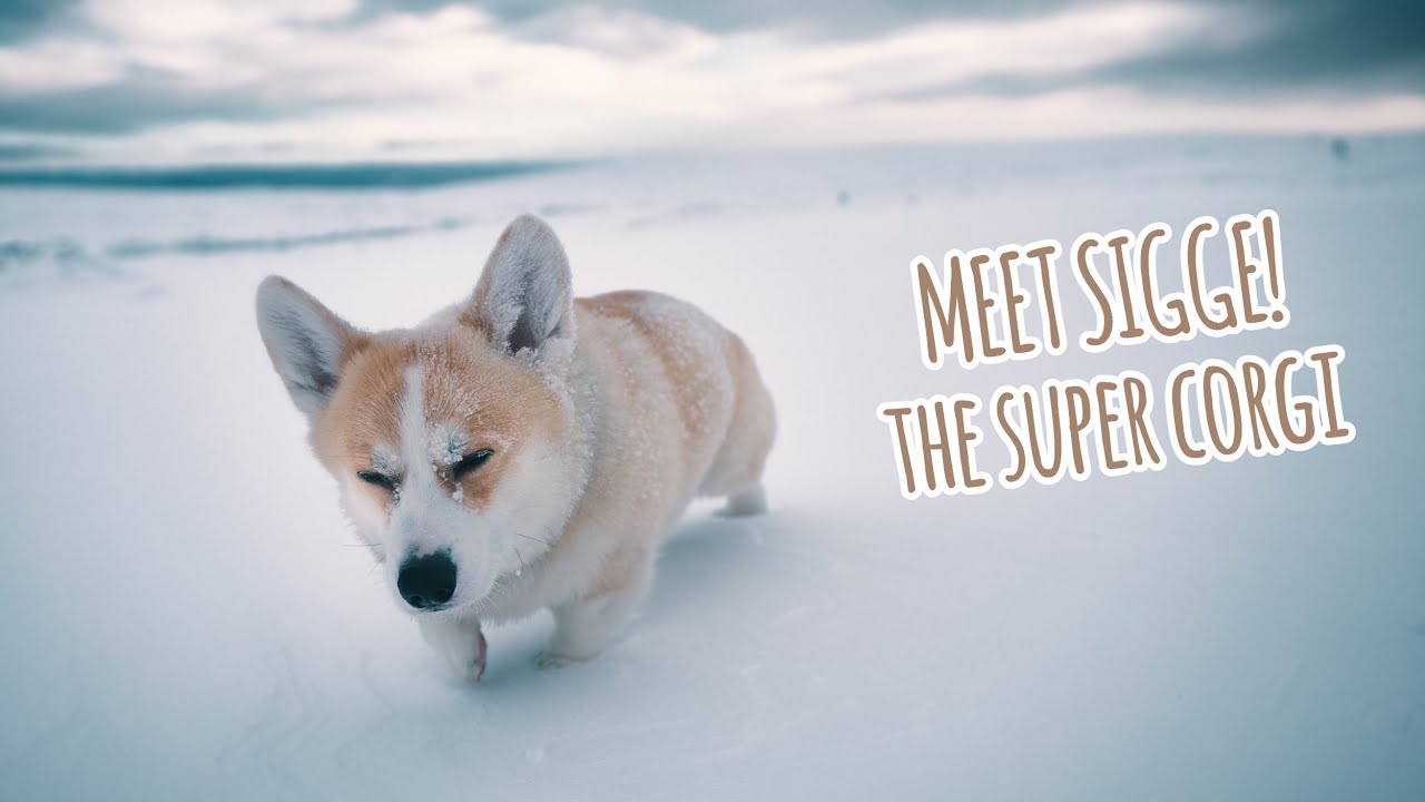 Corgi on a winter hike - Very cold and windy but lovely! - YouTube