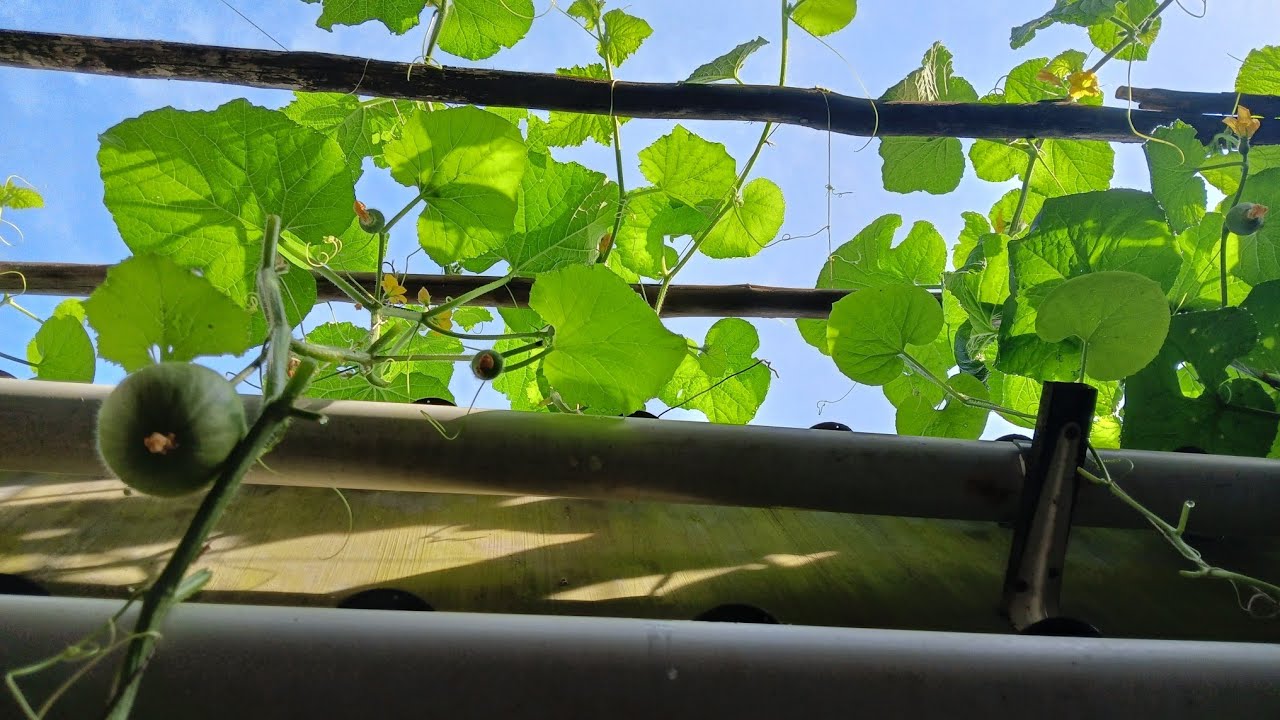 Update mentimun & Melon Hidroponik DFT Sederhana - YouTube