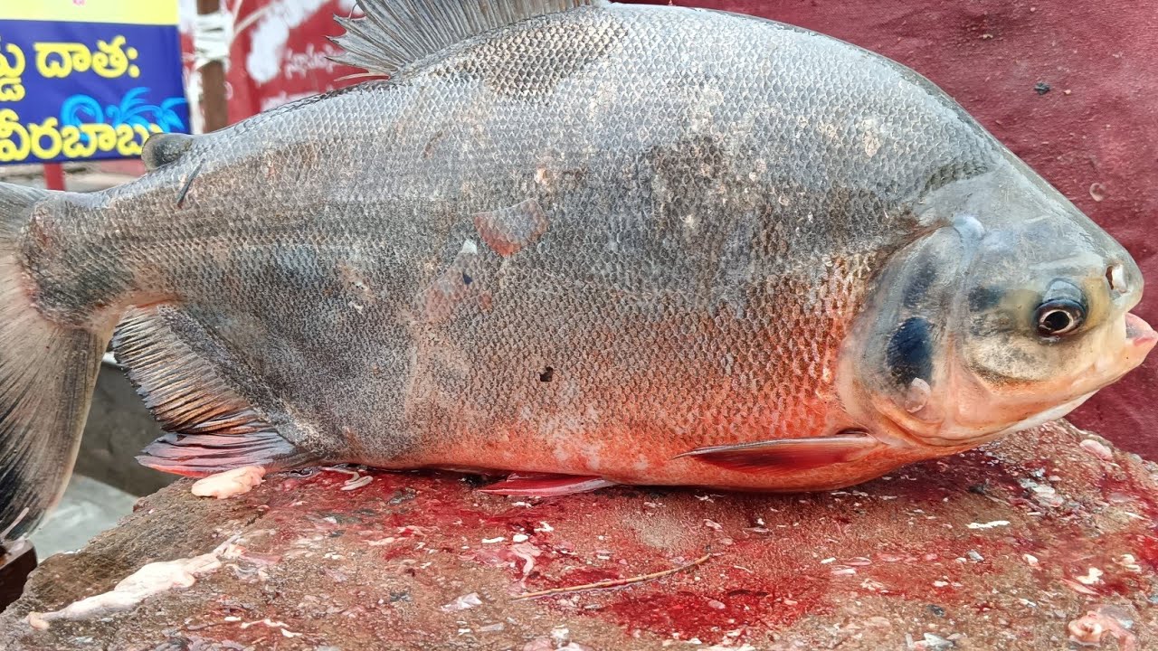 చందవాయి China pamphlet fish cutting video 9 #fishcuttingvideos - YouTube