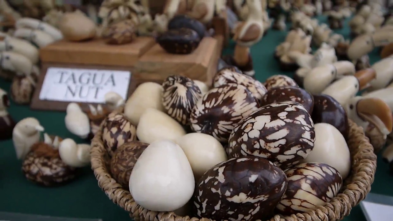 Vegetable ivory explained (St. Martin Marigot Market) - YouTube