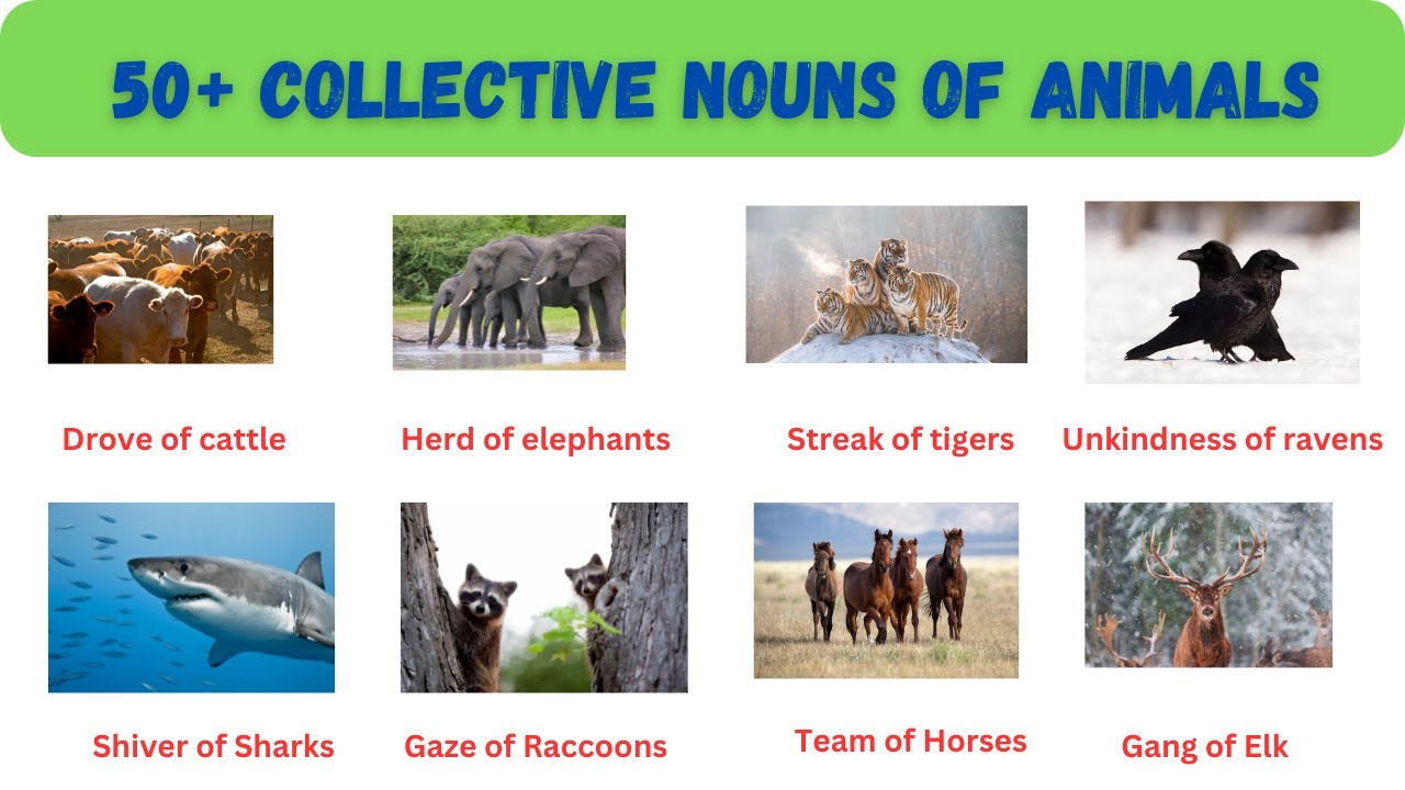 50+ Collective Nouns Of Animals | Learn English | Learn Vocabulary ...