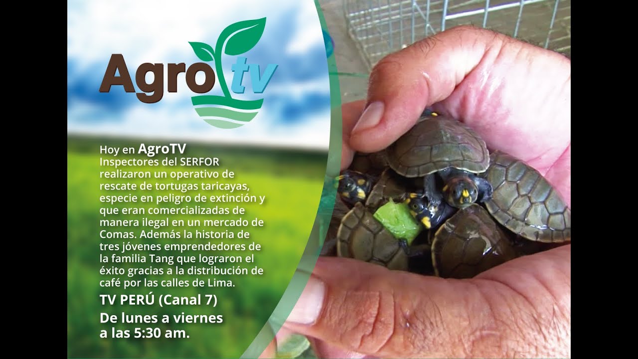 AgroTV - 5: Operativo de rescate de tortugas y distribución de café en ...