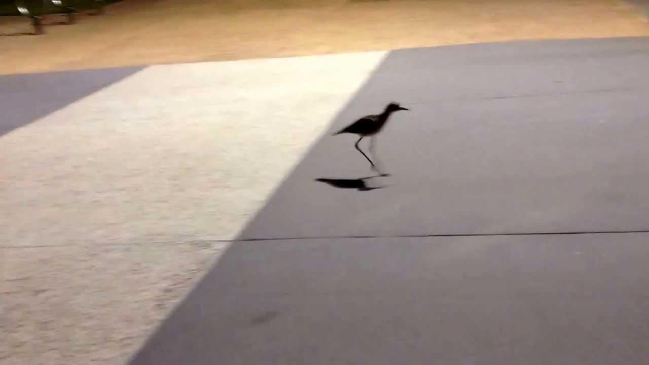 Mini Ostrich Road Runner Like Bird in Australia - YouTube