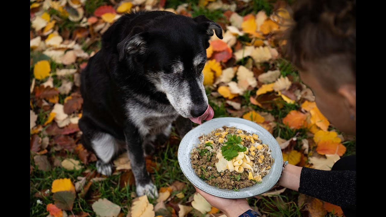 Vegan Dog Food Recipe | Lentils with Rutabaga | By Leni Lecker - YouTube