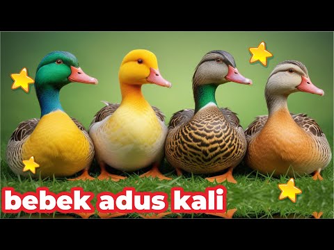 Bebek Adus Kali Warna-warni , Bebek Berenang Pink , 5 Ducks Swimming Song , Lagu Bebek Ya Mama