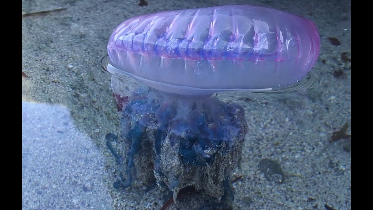 # Physalie, passager des dépressions tropicales Hervé Kempf Lycée de l ...