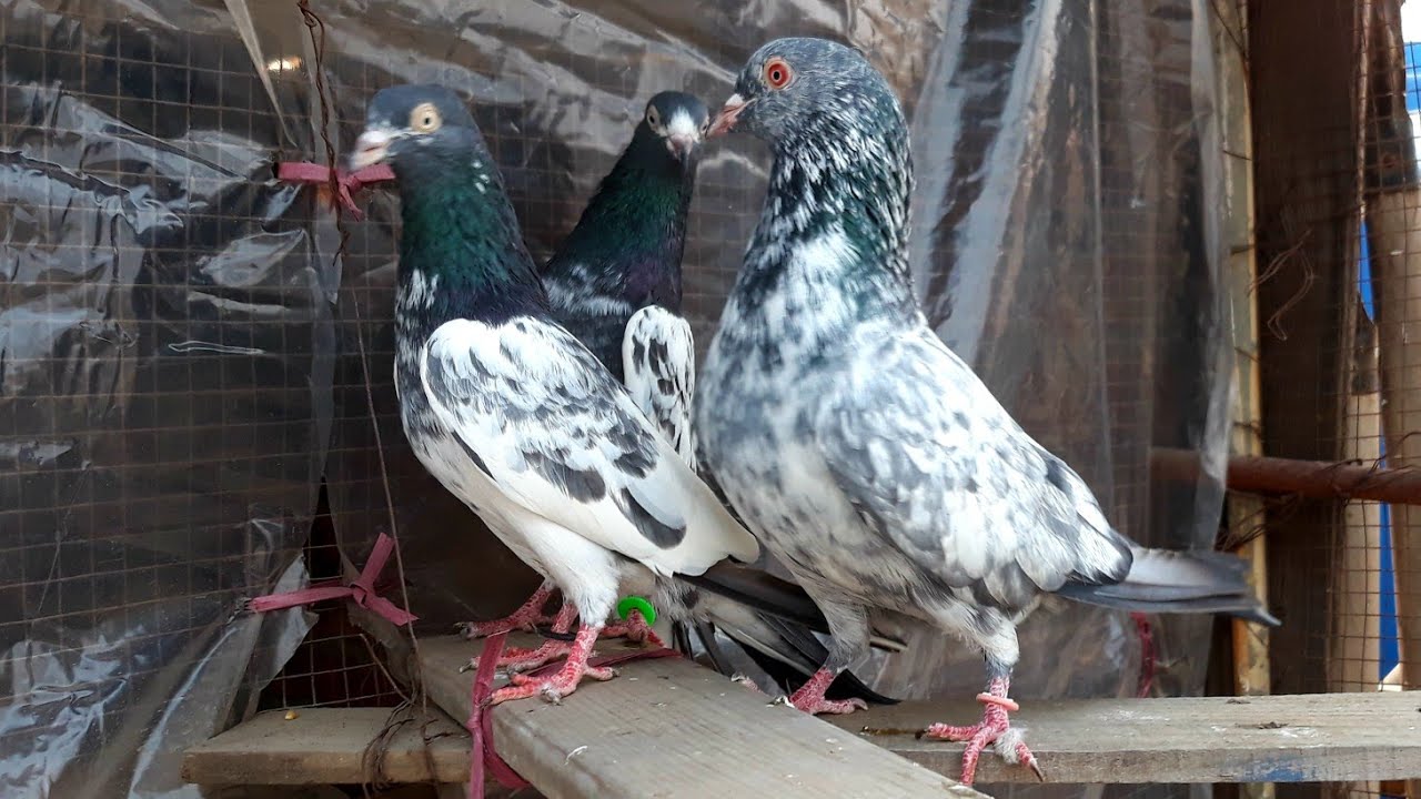 Teddy pigeons - seith waley teddy kabootar - YouTube