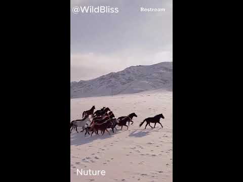 Wild Animals in Nature | Horses Running, Reindeer Standing & Fox Moving with Birds Sounds
