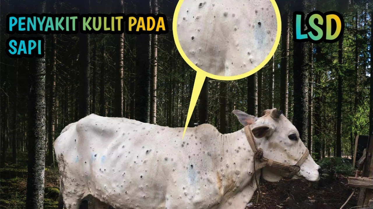 PENYAKIT LSD PADA SAPI DAN CARA PENGOBATANNYA - YouTube