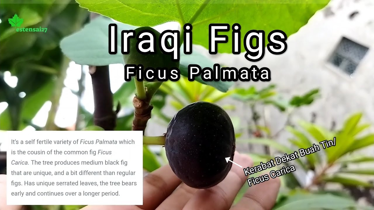 Iraqi Figs/ Ficus Palmata/ Buah Tin Iraqi; Mirip Tapi Berbeda dengan Buah Tin yang Kita Kenal ...