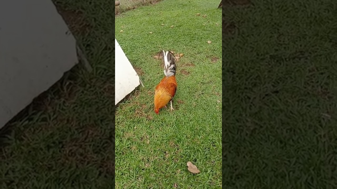 #short#Super#bulik - YouTube