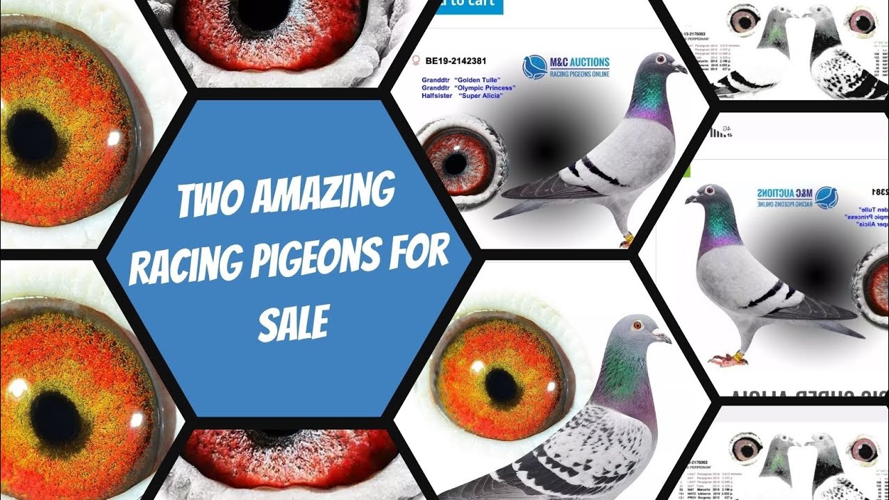 Fixed Price Amazing Racing Pigeons For Sale In M And C Pigeon Auctions ...