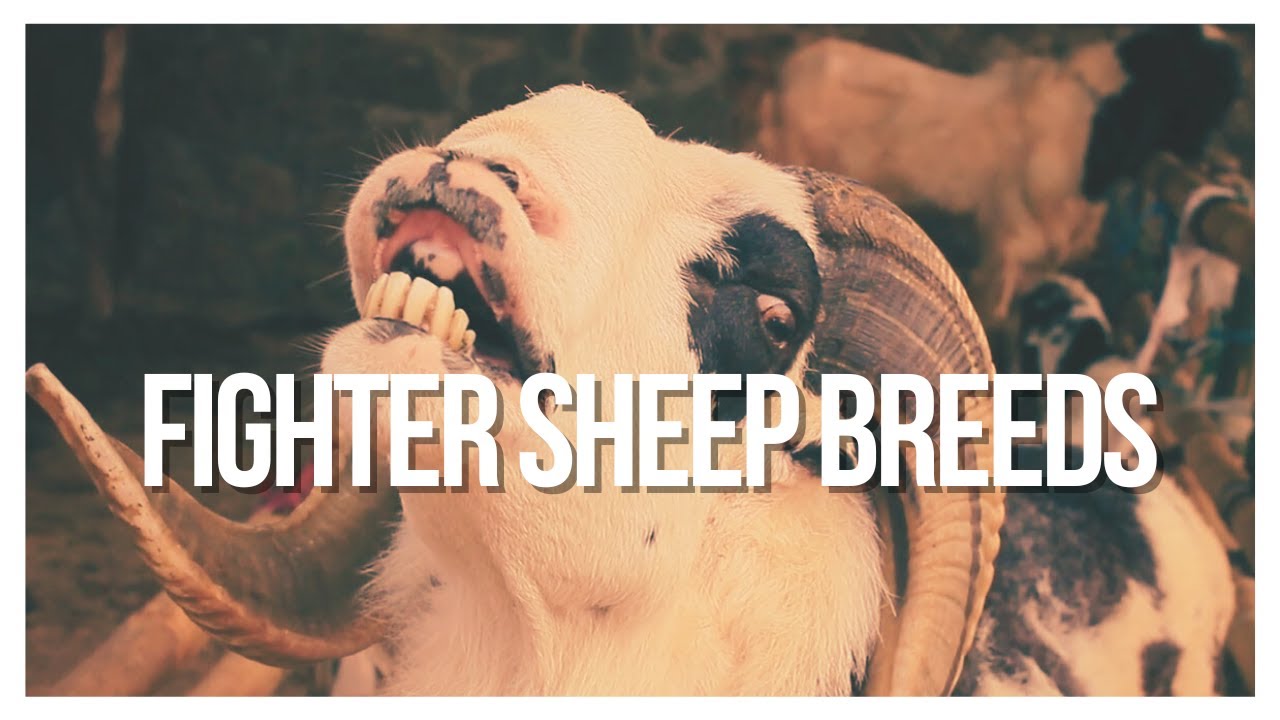 Fighter Sheep Breeds: Madurai & Garut Take the Spotlight - YouTube