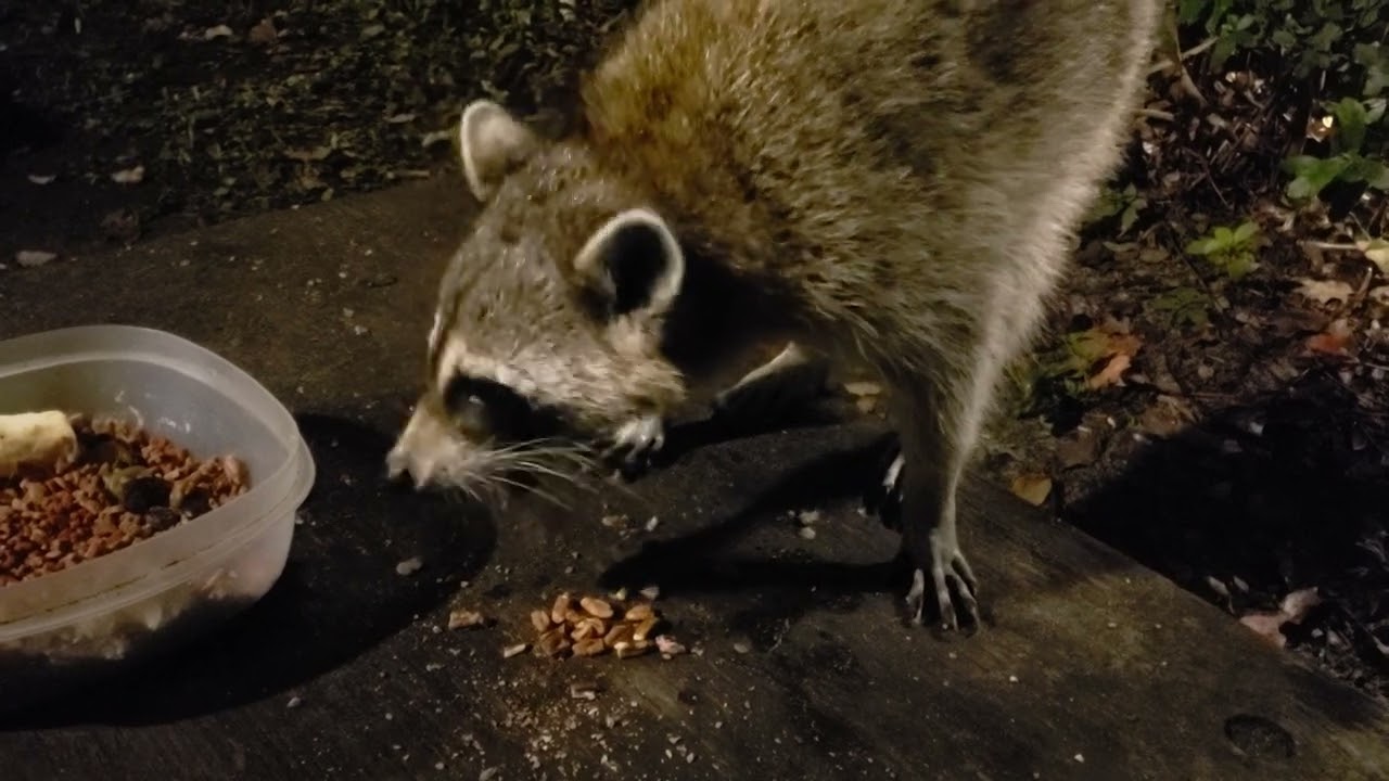 Raccoon "Broke Jaw" Eats All of the Chicken Vienna Sausage..UP Fast ...