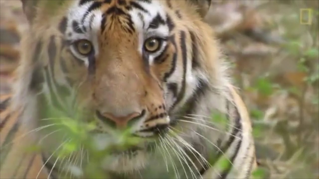 Bengal Tiger in the Baghdad Zoo by Rajiv Josef - YouTube