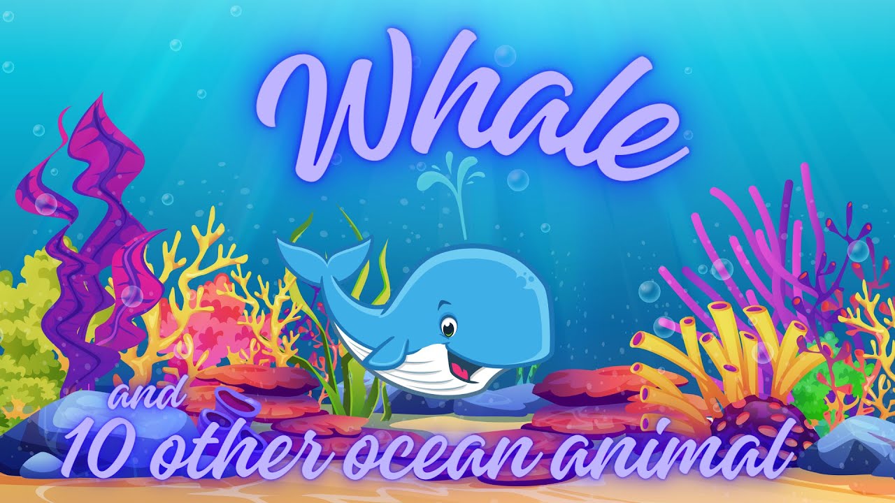 Animated educational video for childrens about ocean animals (Whale ...