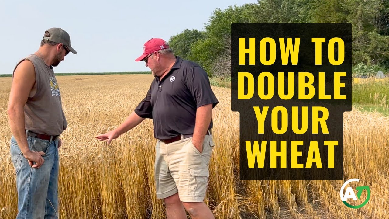 Double Wheat Yields at Frank Farms: NutriCharge Success! - YouTube