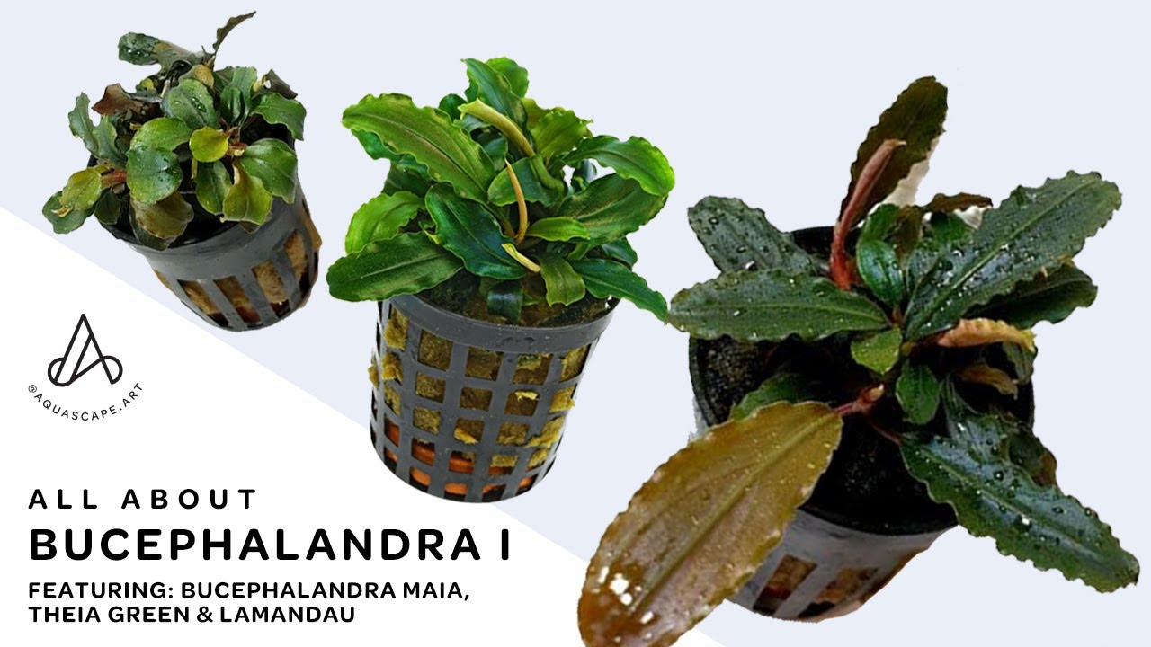 All About Bucephalandra 1: Maia, Theia Green & Lamandau & how to keep ...