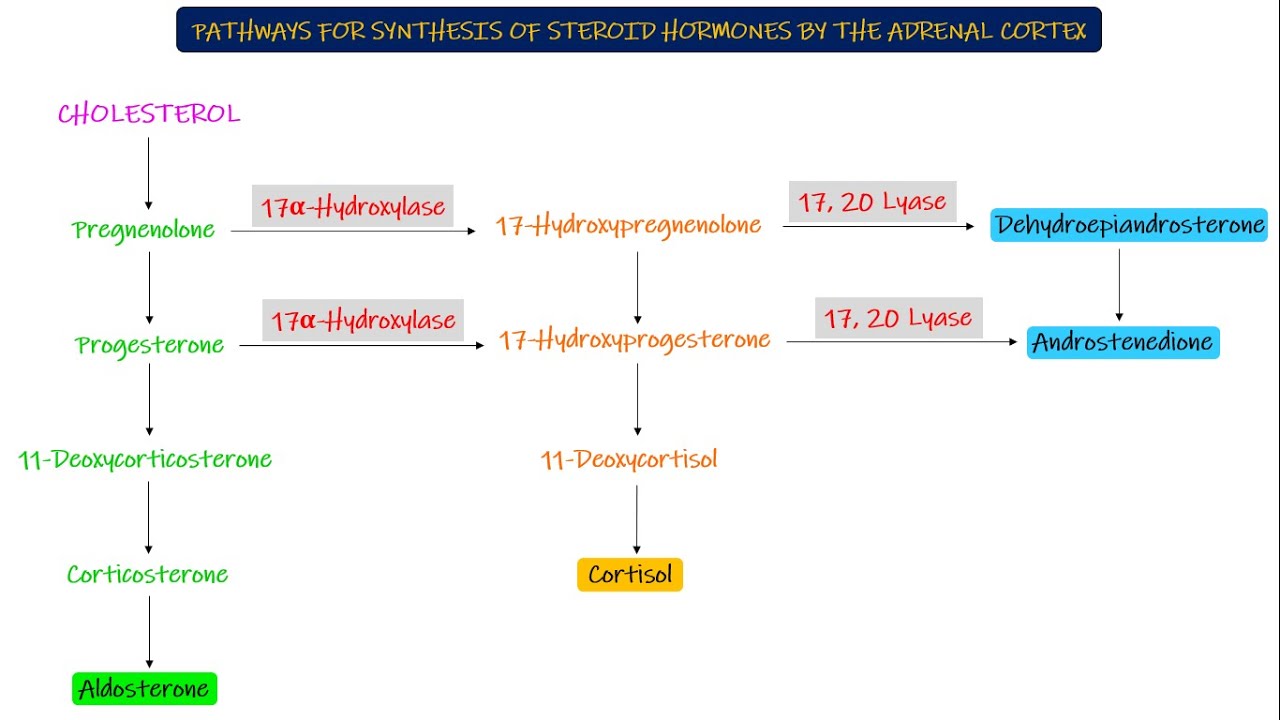 Synthesis of adrenal cortex hormones. Chapter 78 part 2. Guyton and ...
