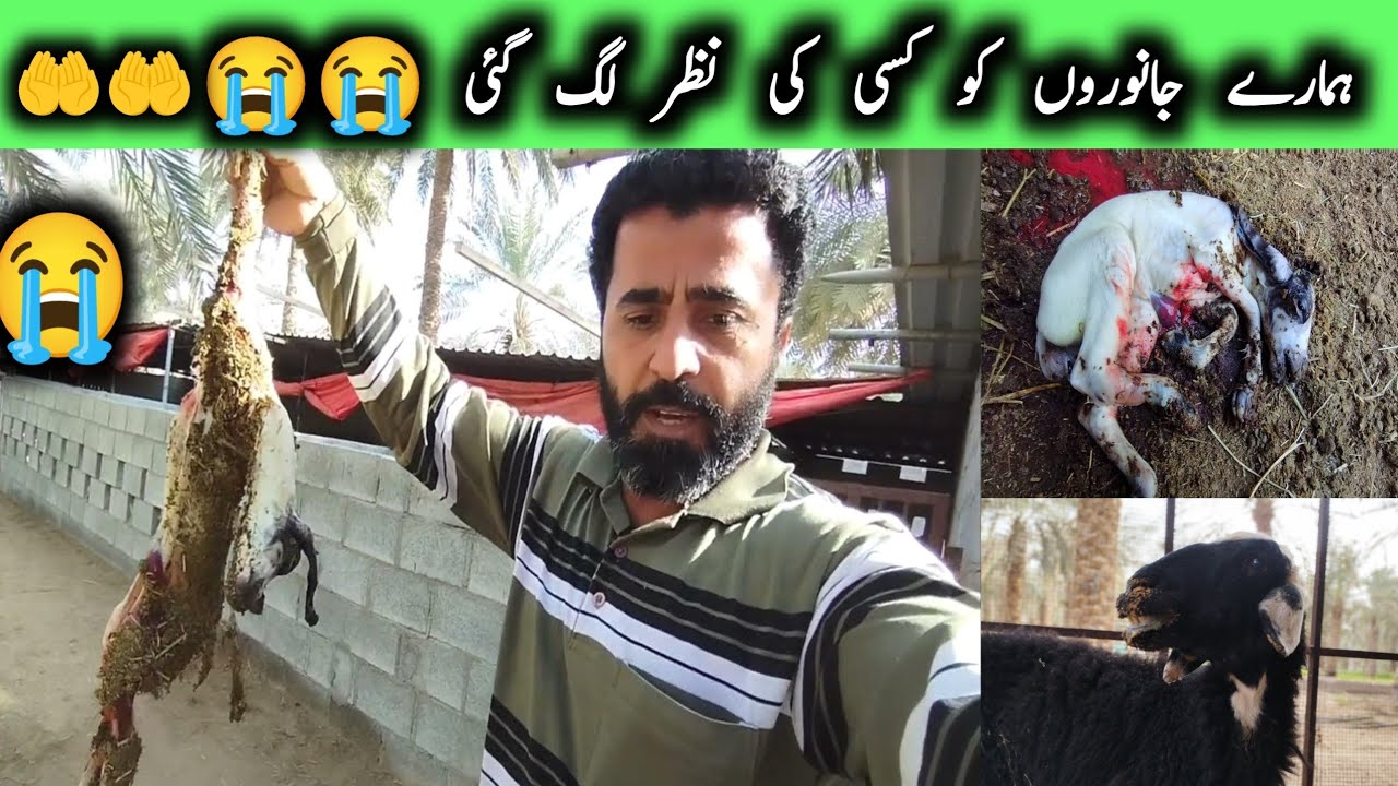 Hamare Animals Ko Nazar Lag Gai 😥| Goat Farming | Sheep Farming | Bakri ...
