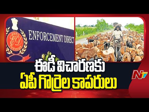 ED Speed up Investigation in Telangana Sheep Scam Case | NTV Telugu