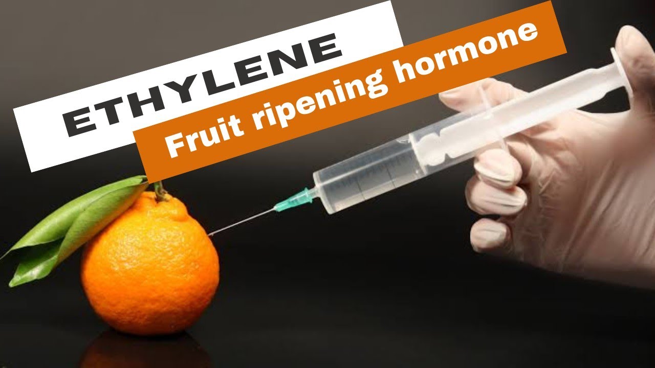 ETHYLENE : Plant Hormone | Ethylene Ripener Powder How to Use? - YouTube