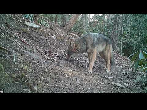 Interesting variety of coyote coat colors behind our home. - YouTube