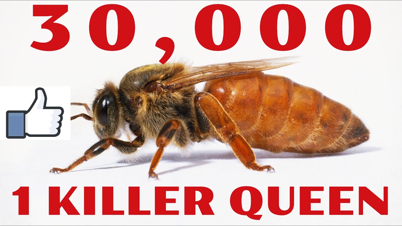 Killer Bee Queen! 30,000 Bee Swarm - YouTube