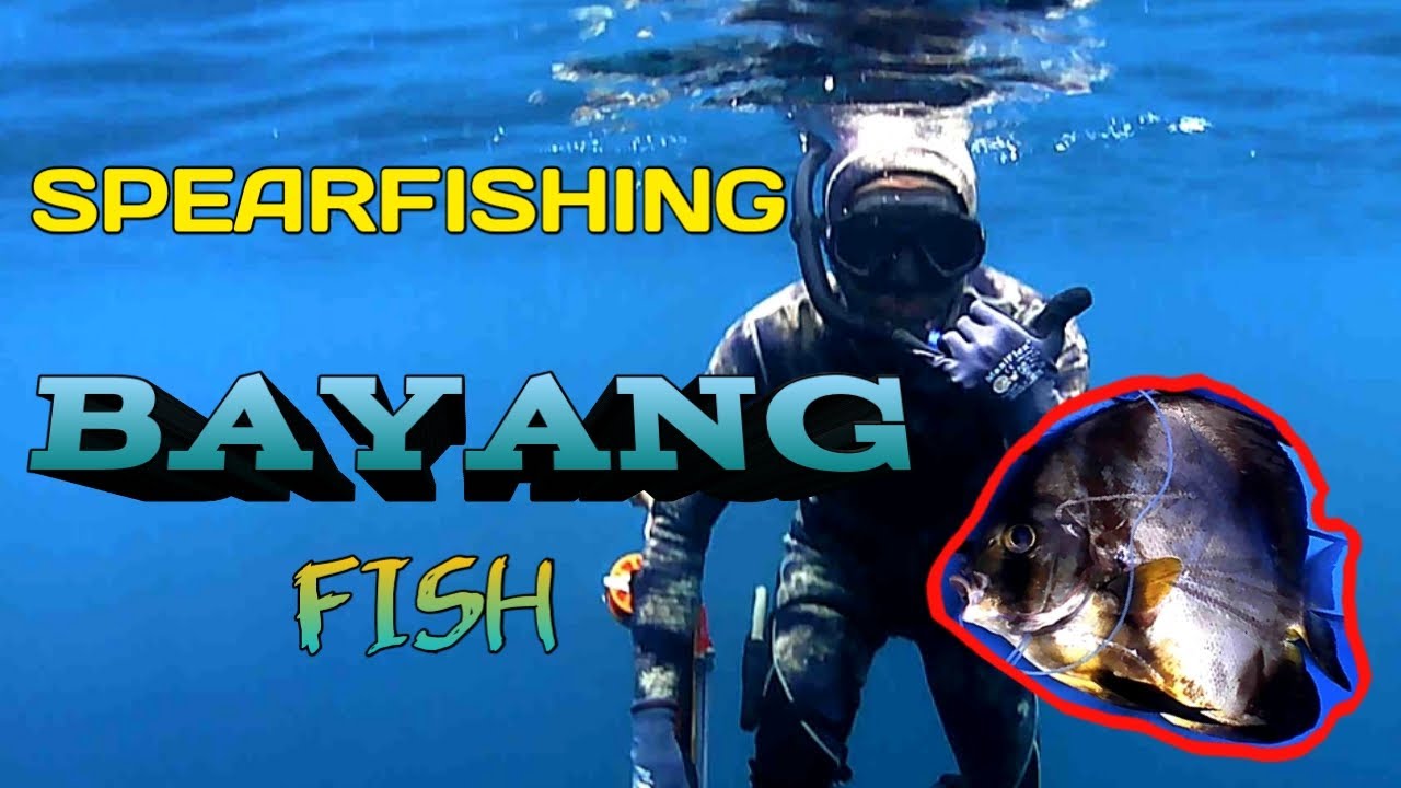 SPEARFISHING | BAYANG FISH - YouTube