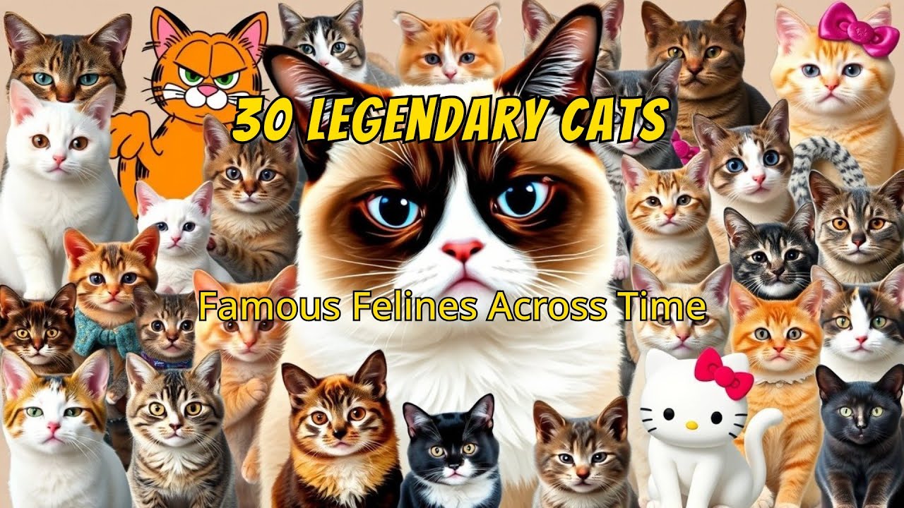 Top 30 Most Famous Cats of All Time 🐱 | Iconic & Legendary Cats - YouTube