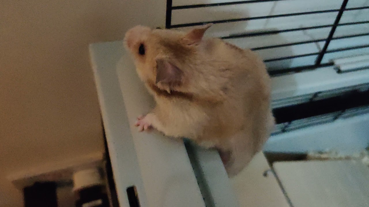 Hamster has cracked movement - YouTube