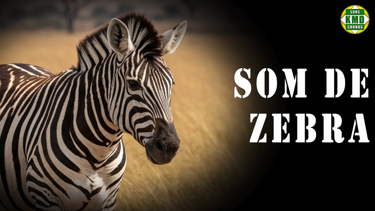 SOM DE ZEBRA – SONS DE ANIMAIS – efeitos sonoros - YouTube