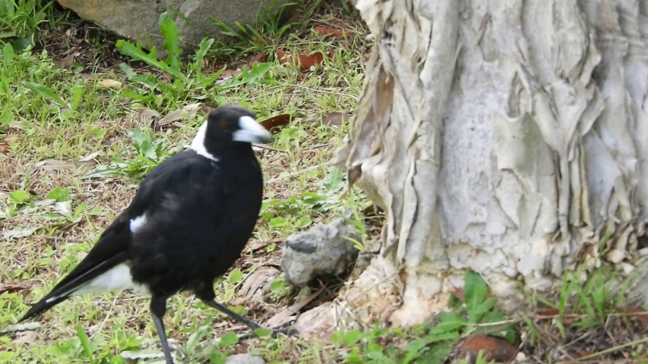 Magpie song with a touch of Star Wars - YouTube