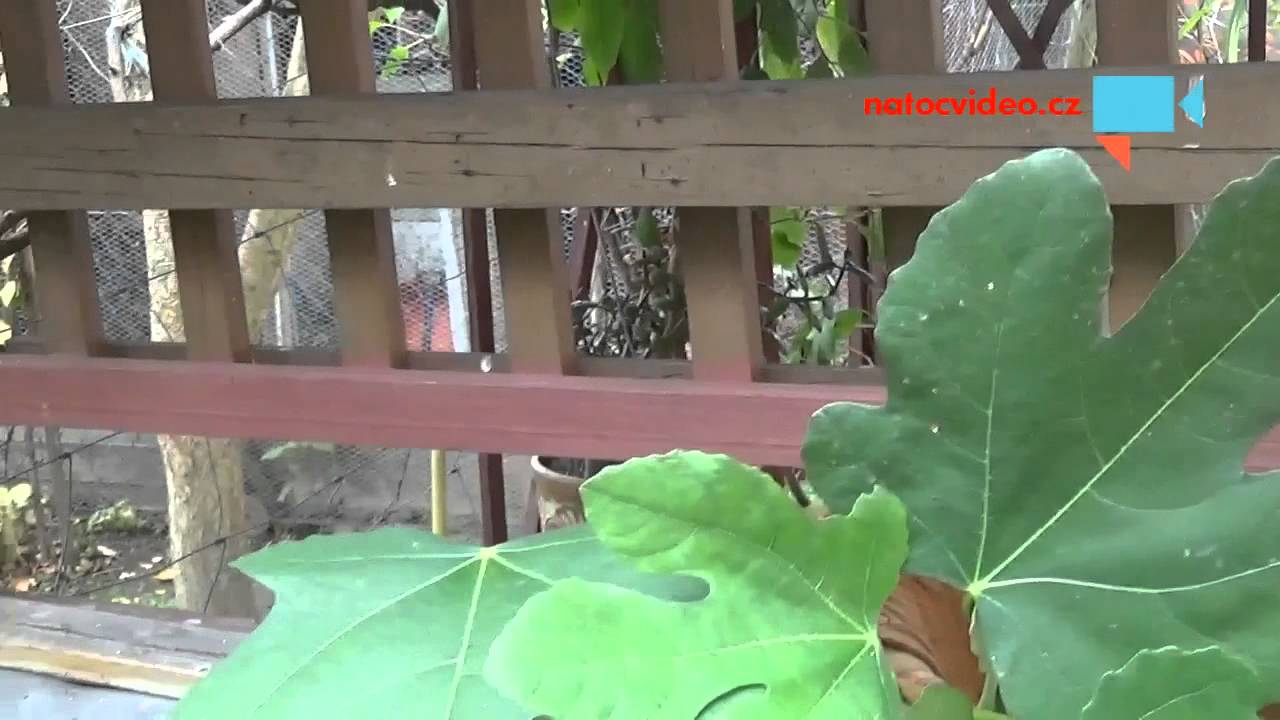 Co nám roste na zahradě ? - YouTube