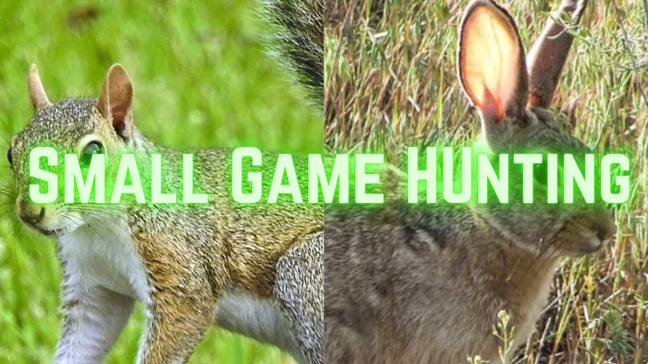 rabbit & squirrel hunting Michigan - YouTube