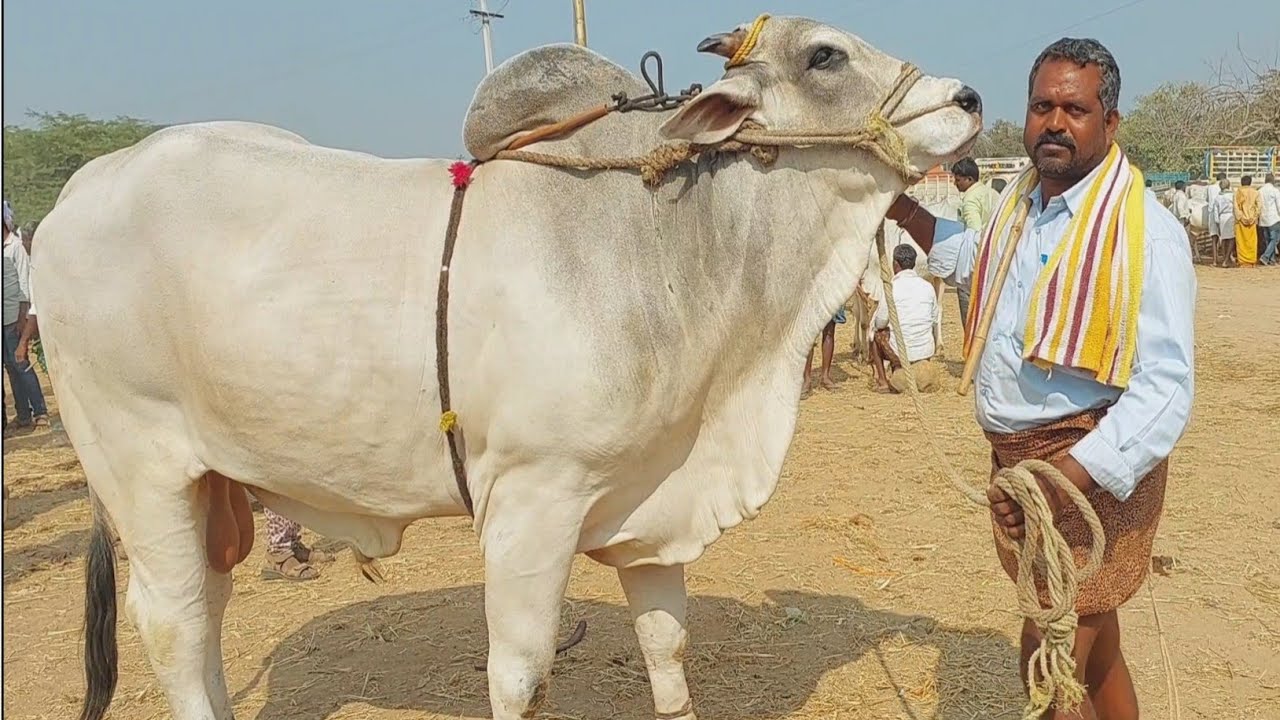 Biggest Ongole Bulls in Pebbair Bulls market | Ox 🐂 ‎@purnafarms - YouTube