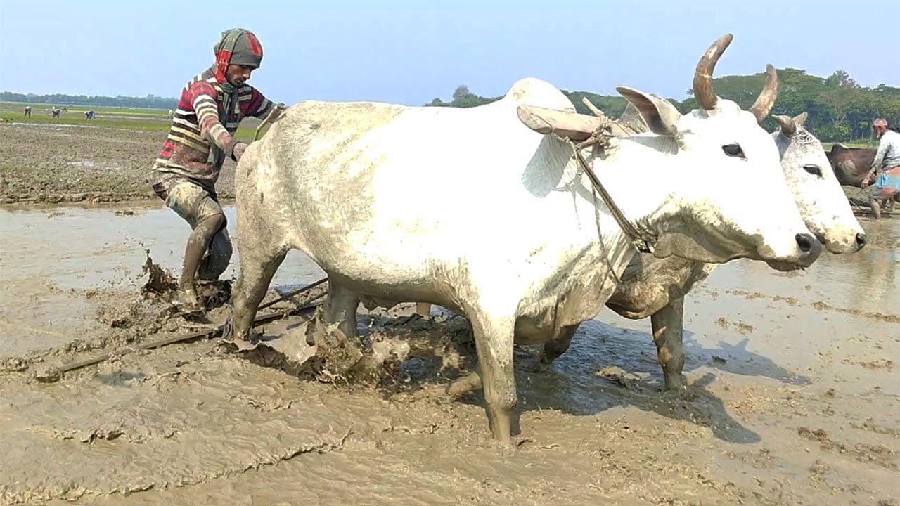 Bull Plough in agriculture land // Traditional Method of Ploughing by ...