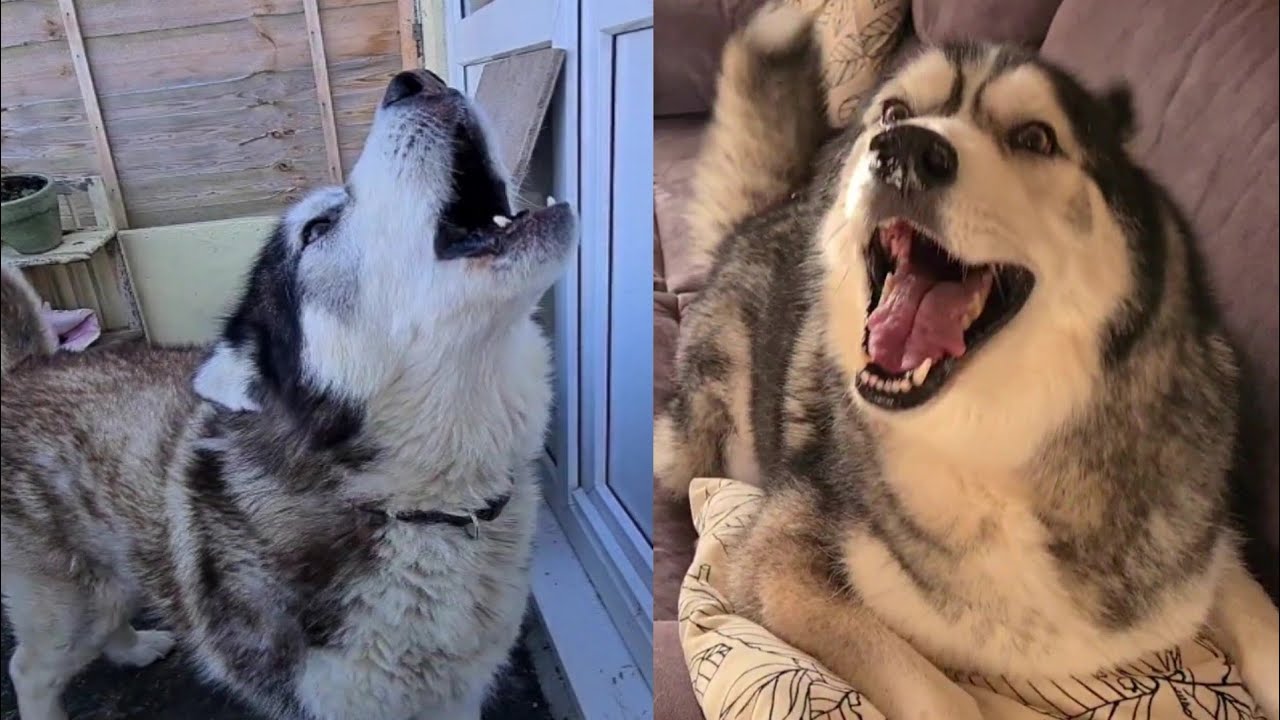Husky Best Friends Reunite after weeks of being Apart - YouTube