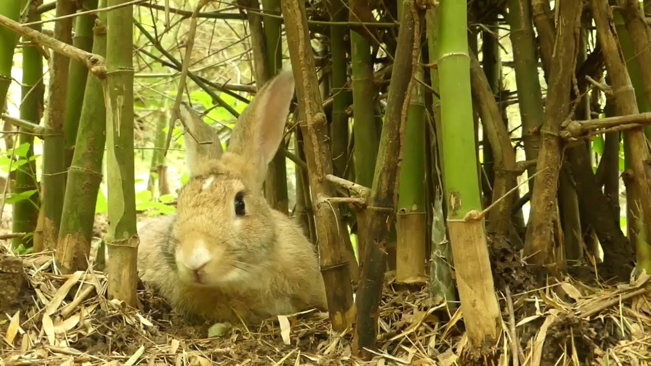 Woman Save Rabbit from In the forest Rabbit crying for help _ Rescue ...