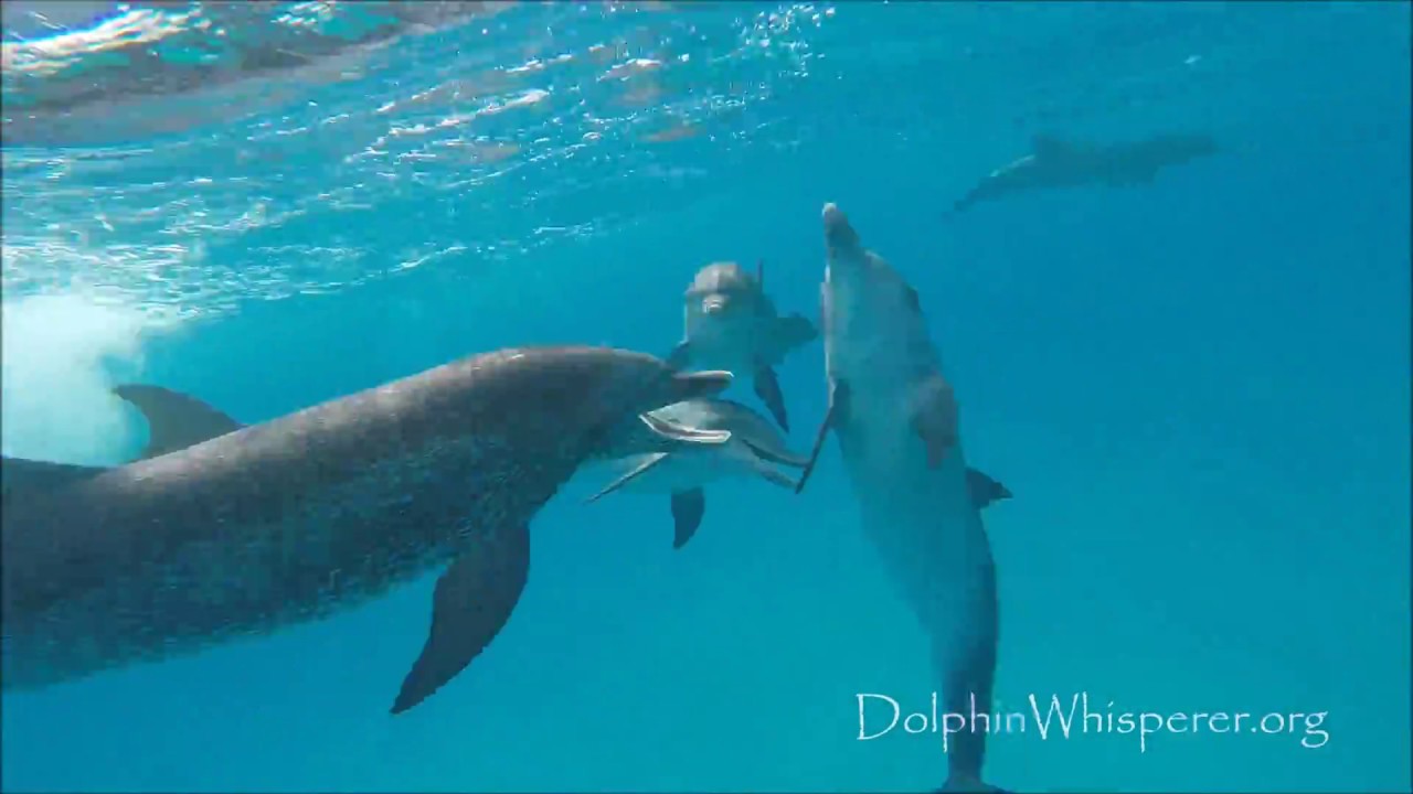 SUPER ROWDY POD of Wild Dolphins! | Fighting & Playing - YouTube