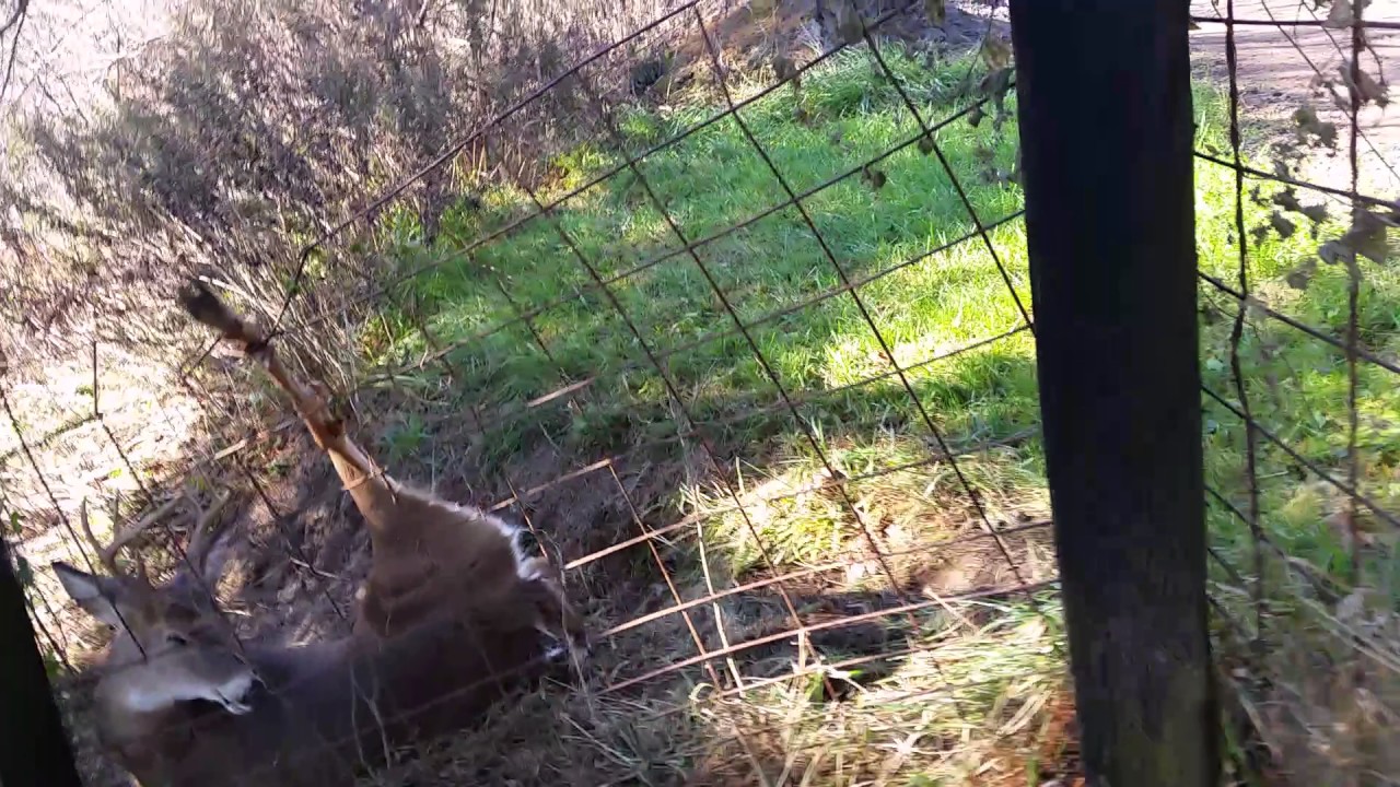 Poor deer 1 - YouTube