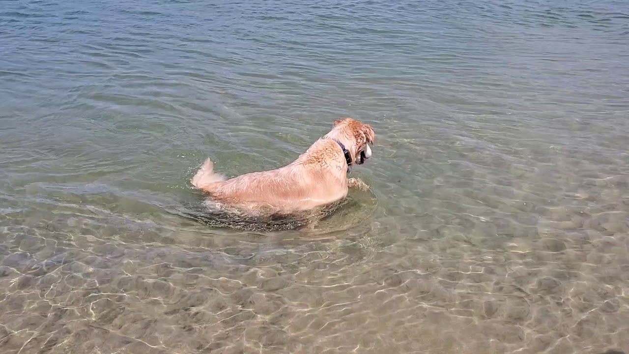 Funny Golden Retriever Hunting For Minnows & Fish In Santa Ana River ...
