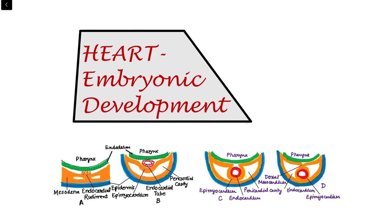 SEM II/ 25. EMBRYONIC DEVELOPMENT OF HEART - YouTube
