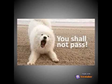 Dank Dogo Memes Compilation 3
