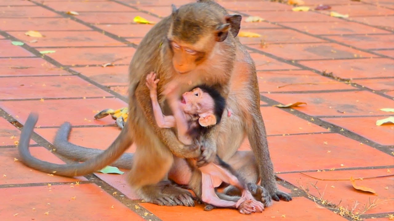Baby MASHA lacks milk, is p0or health and thin -Young mother's lack ...