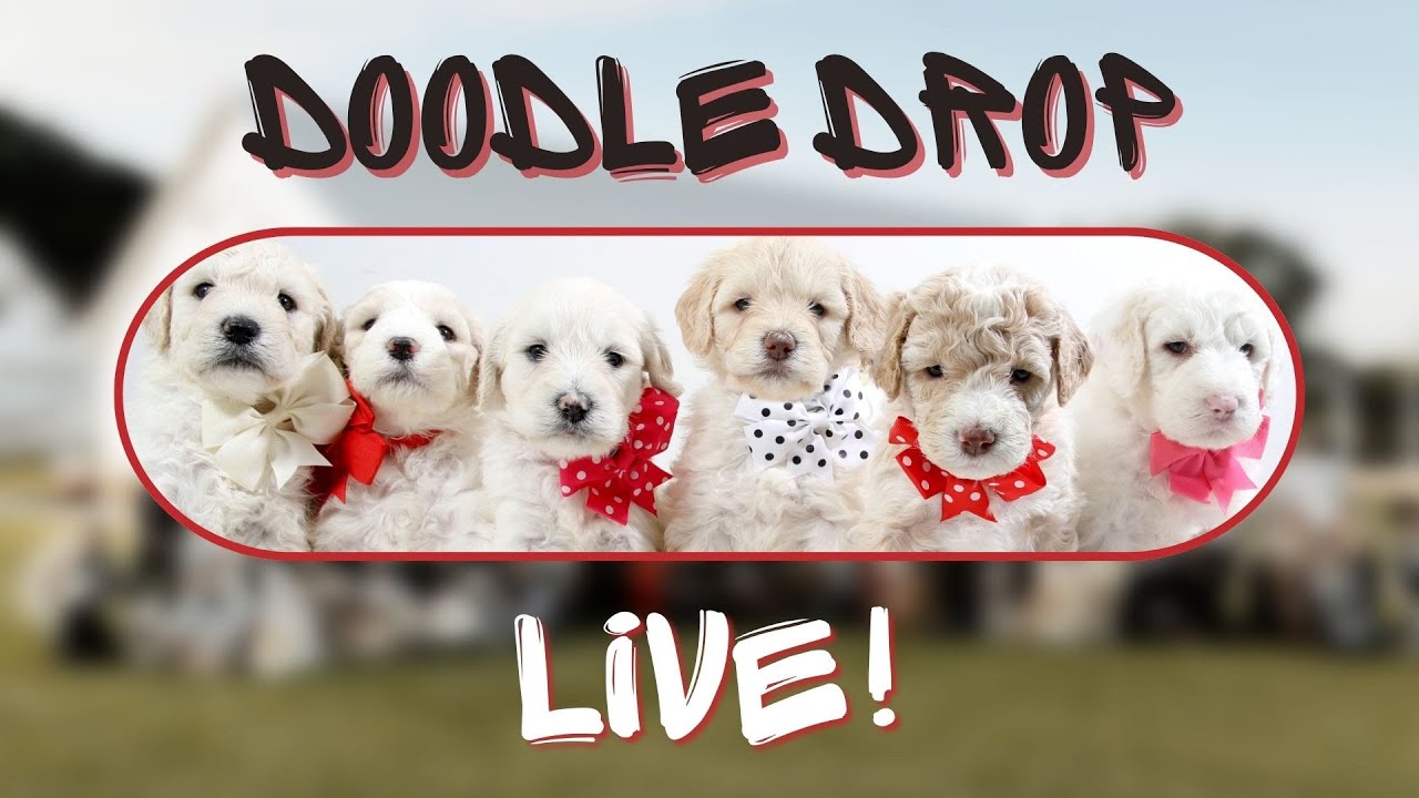 Doodle Drop LIVE | Zendaya Puppies! - YouTube