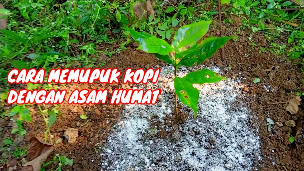 cara memupuk tanaman kopi dengan menggunak asam humat - YouTube