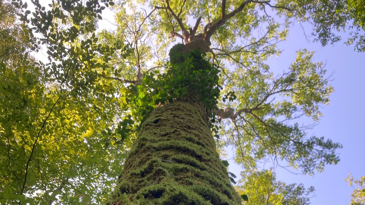We cut down a 150-year-old tree that was starting to dry out… - YouTube