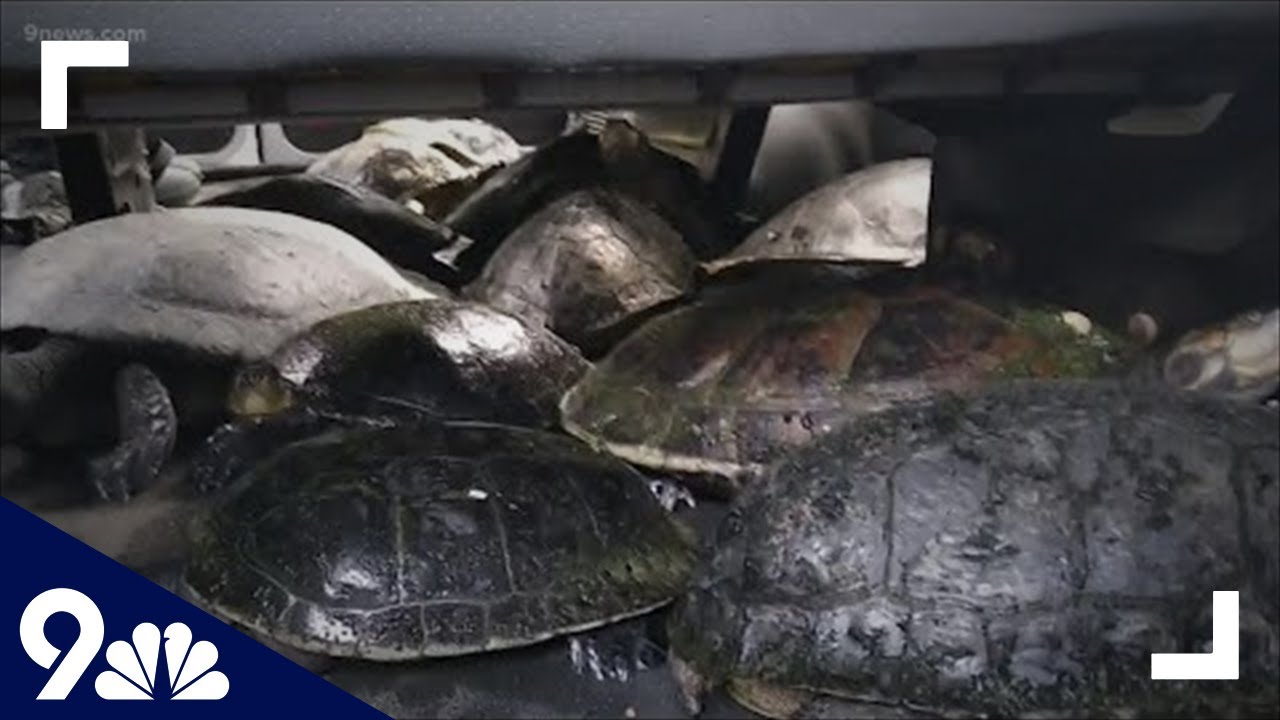 San Antonio Zoo finds creative ways to keep animals warm during winter ...