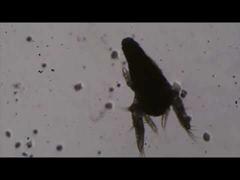 Artemia Salina-Naiplius Larva